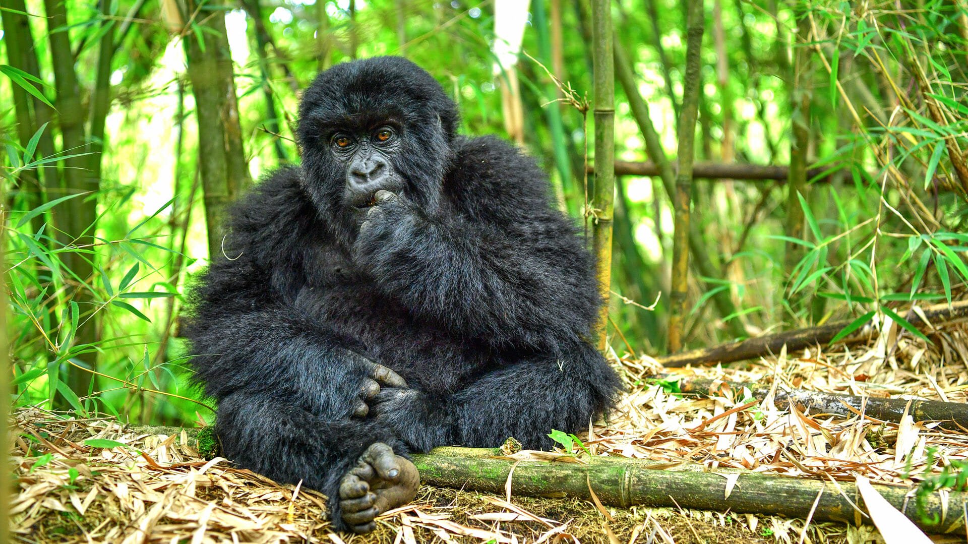 4 Days Rwanda Gorillas & Dian Fossey Hike - Bwindi Gorilla Trekking ...